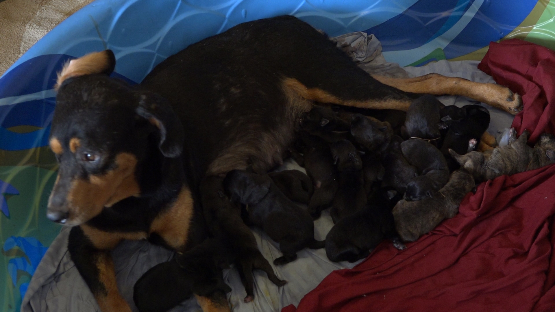 Texas Rottweiler gives birth to 17 puppies | khou.com