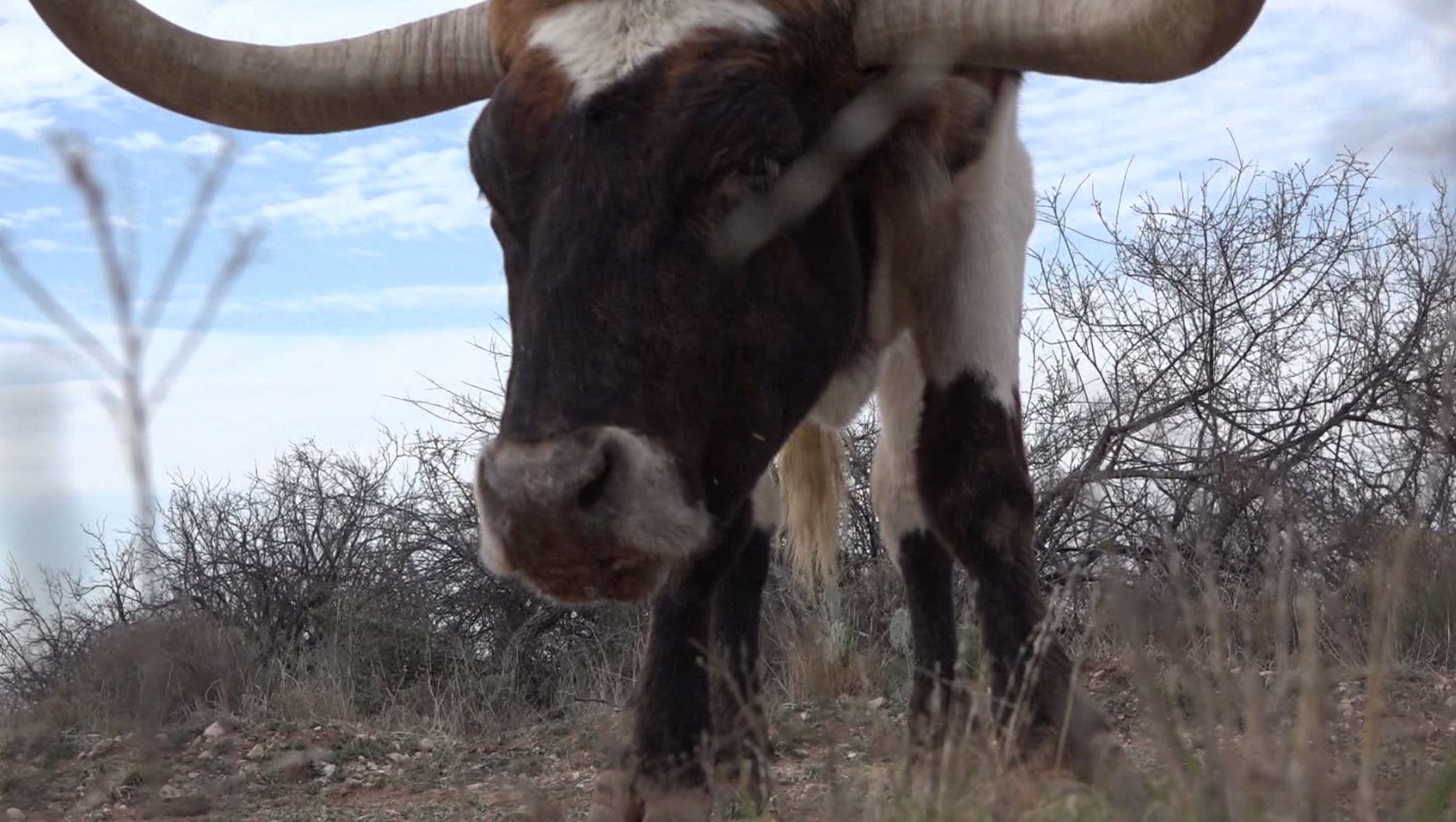 myfoxzone.com | Longhorn and bison just 10 minutes from downtown San Angelo